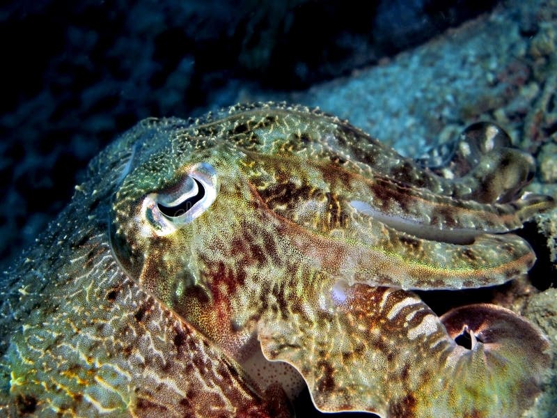 Isolated Cuttlefish stock photo. Image of underwater, fish - 2415308