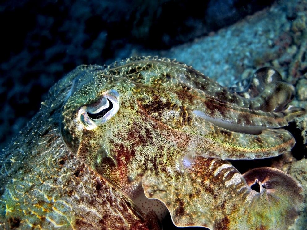 Cuttlefish Pupil Stock Photos - Free & Royalty-Free Stock Photos from ...