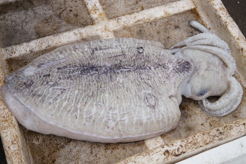 Cuttlefish stock image. Image of cuttlefish, marine, nutrition - 51052607