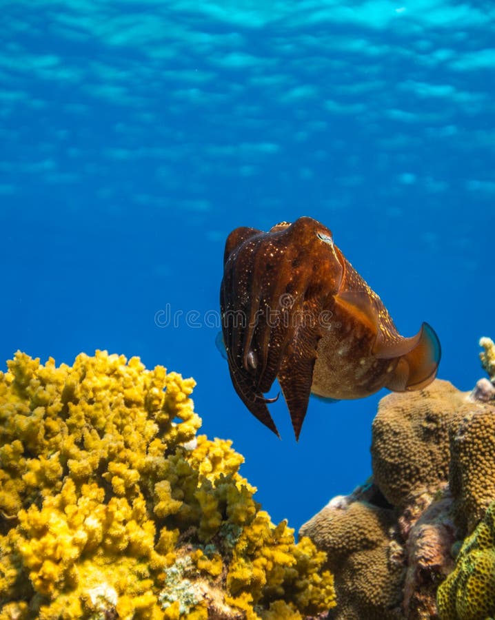 Cuttlefish on a Colorful Coral Reef Stock Image - Image of life, sepia ...