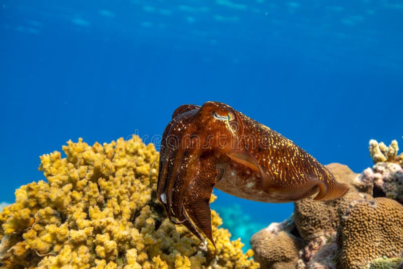 Cuttlefish on a Colorful Coral Reef Stock Photo - Image of asia, sepia ...