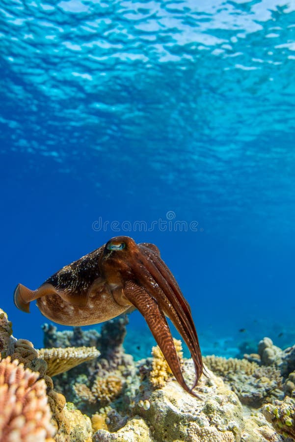 Cuttlefish on a Coral Reef in Philippines Stock Image - Image of close ...