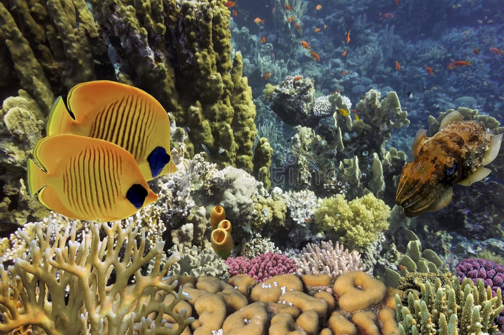 Cuttlefish on Coral Reef in the Red Sea Stock Image - Image of exotic ...