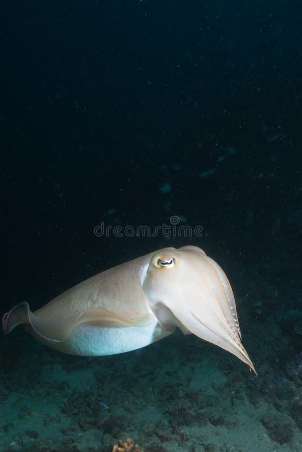 34+ Reef cuttlefish Free Stock Photos - StockFreeImages