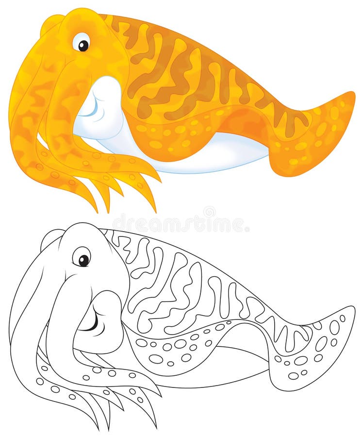 Cuttlefish Stock Illustrations – 4,749 Cuttlefish Stock Illustrations ...