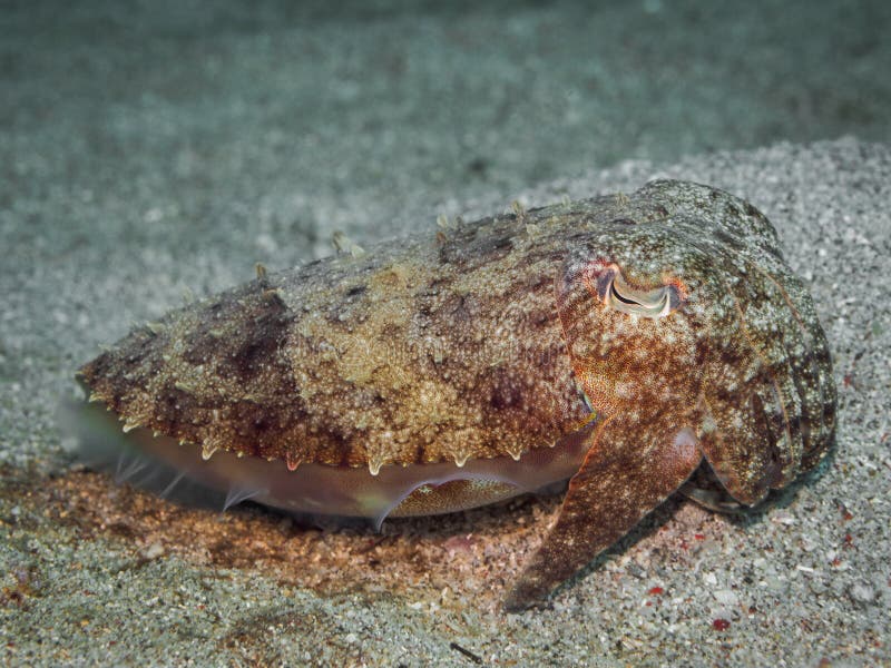 Cuttlefish stock image. Image of critters, predator, environment - 99520625