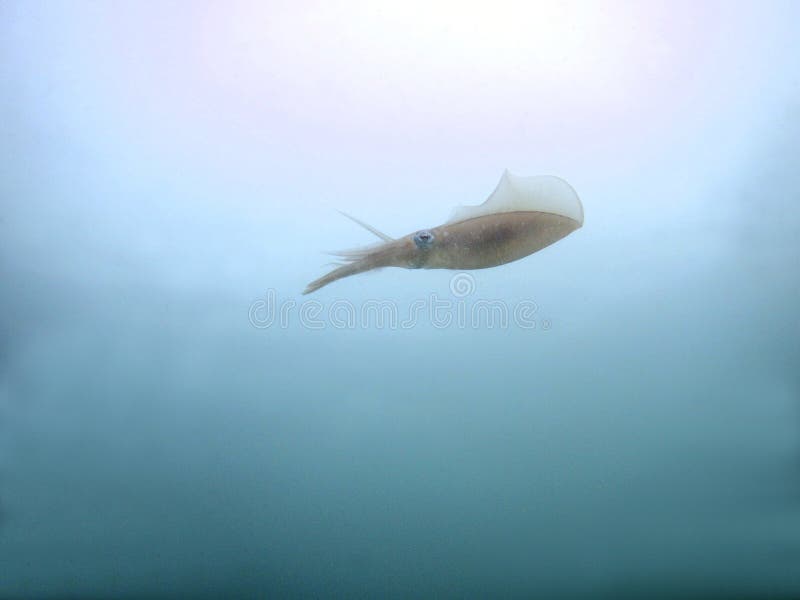 Cuttlefish in deep ocean stock photo. Image of cuttlefish - 42868588