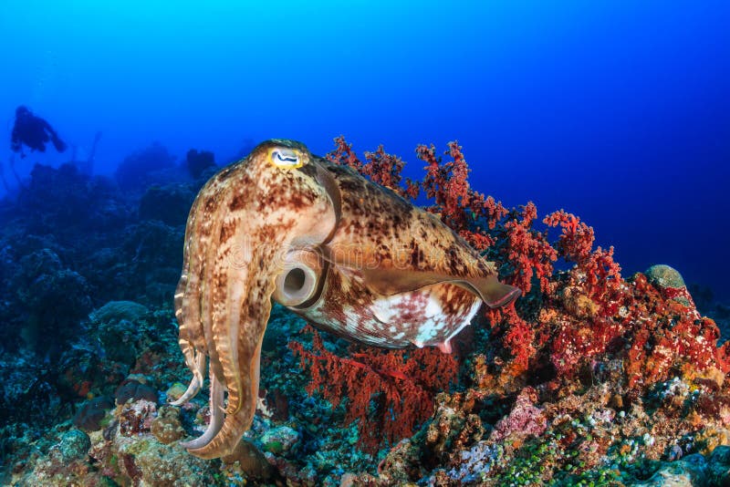 Cuttlefish in deep ocean stock photo. Image of cuttlefish - 42868588