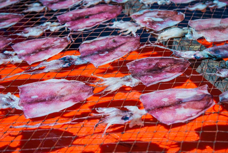 Fish drying outside stock photo. Image of animal, gourmet - 24621024