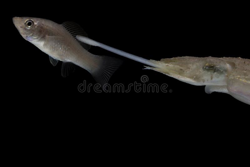 Cuttlefish eating fish stock image. Image of aquarium - 124333011