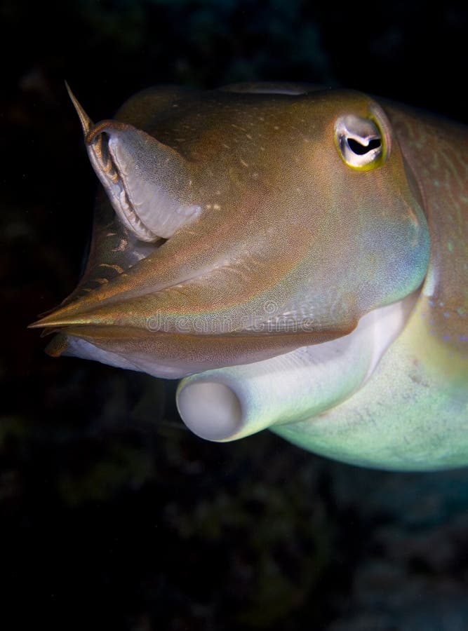 Cuttlefish stock image. Image of cephalopoda, class, arms - 578583