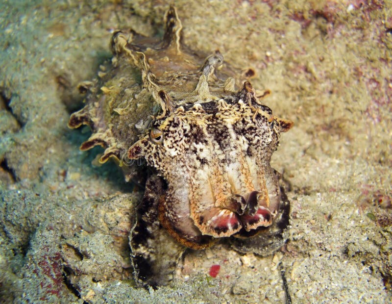 Two Fascinating Cuttlefish with Blue Eyes Looking Like Coming from ...