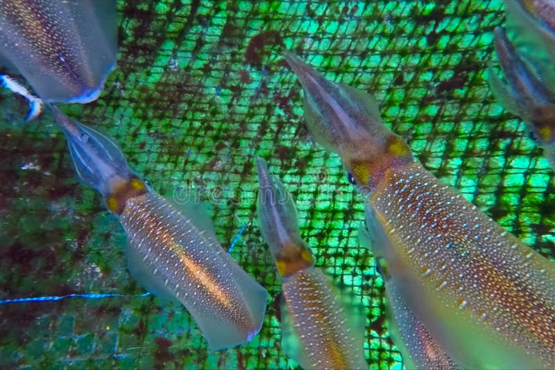 Cuttlefish on Fish Farm in a Mesh Cage. Breeding Cuttlefish Stock Image ...