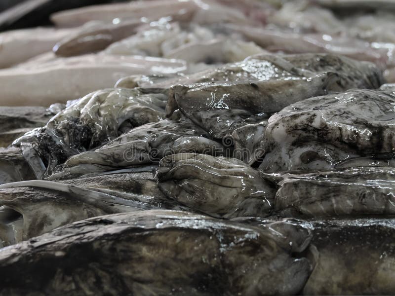 Cuttlefish Fish Market Fresh Fish Aveiro Portugal Stock Photo - Image ...