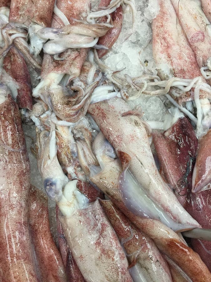 Cuttlefish stock photo. Image of cuttlefishes, market - 56684924