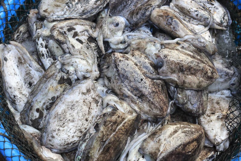 Cuttlefish stock photo. Image of silver, hatchery, kitchen - 39275454