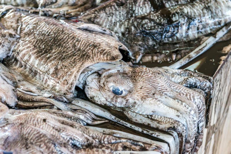 Cuttlefish stock image. Image of healthy, market, meal - 95628193