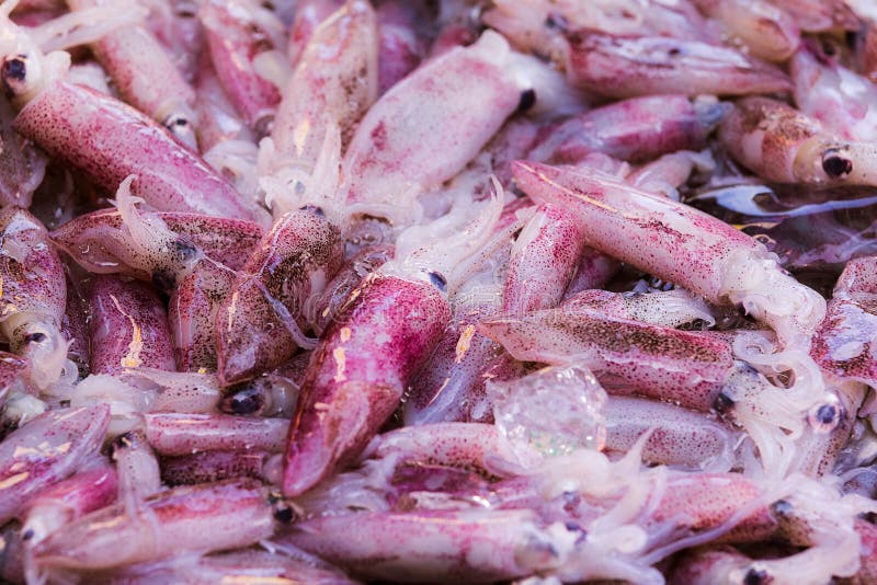 Cuttlefish stock photo. Image of freshness, group, octopus - 38904542