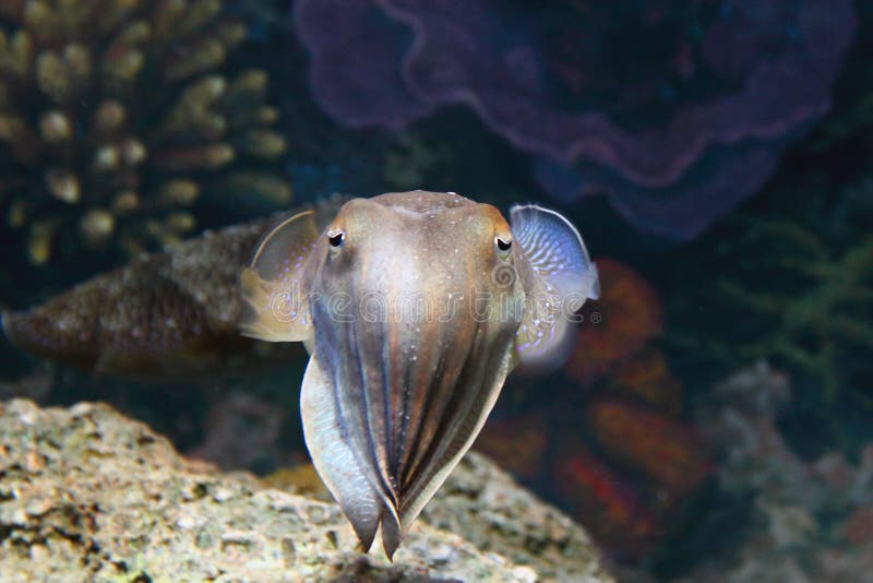 Cuttlefish frontal view stock image. Image of aquatic - 34153515