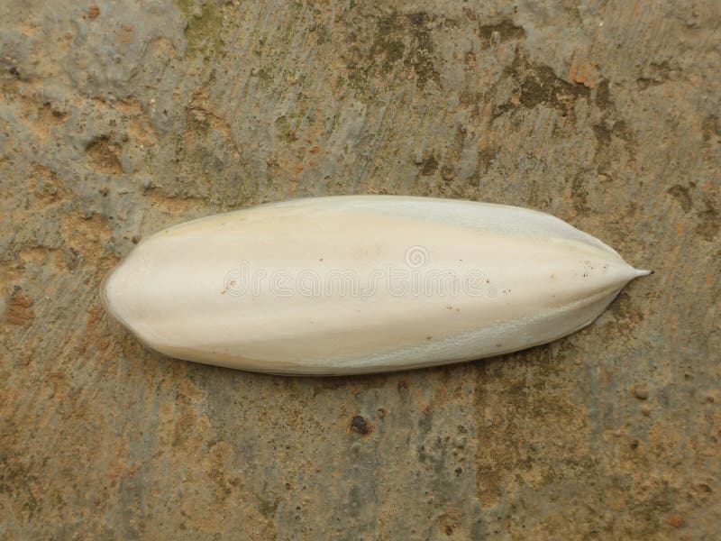 A Large Cuttlefish Bone Lay Stock Photo - Image of rock, cephalopod ...
