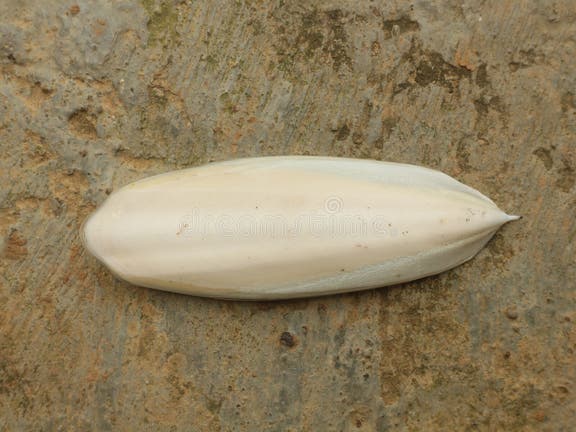 A Large Cuttlefish Bone Lay Stock Photo - Image of rock, cephalopod ...