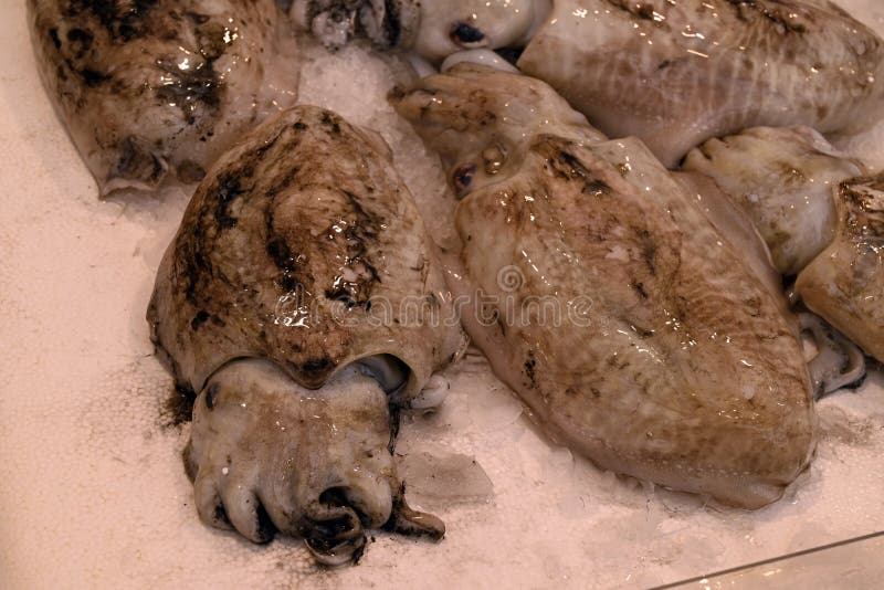 Fresh Cuttlefish on a Spanish Market Stall Stock Photo - Image of ...