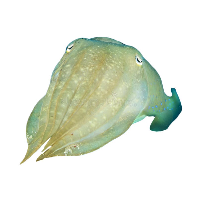 Cuttlefish stock image. Image of cuttlefish, invertebrate - 39796083