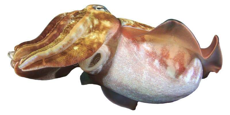 Colourful cuttlefish eye stock image. Image of cuttlefish - 33608917