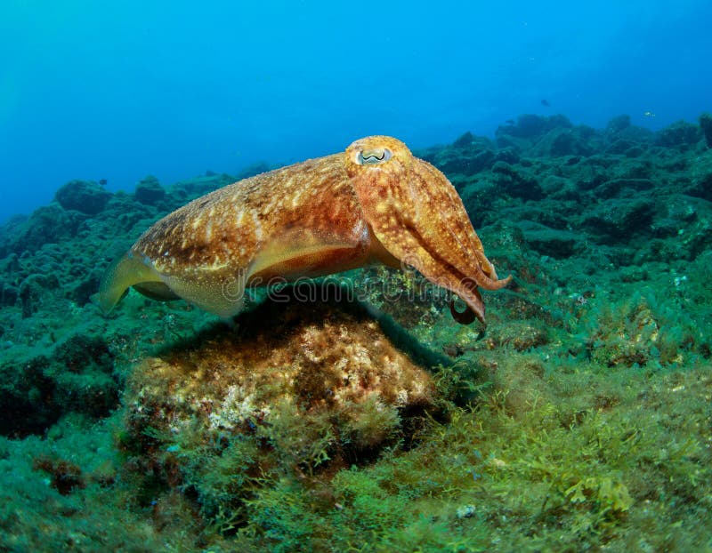Cuttlefish in Its Marine Environment Stock Image - Image of scuba ...
