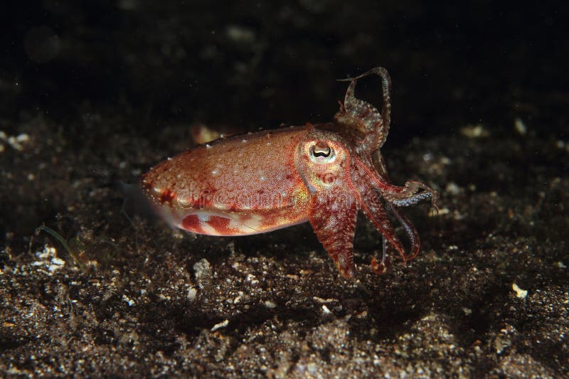 Cuttlefish on Sand stock photo. Image of coastline, shell - 103188148