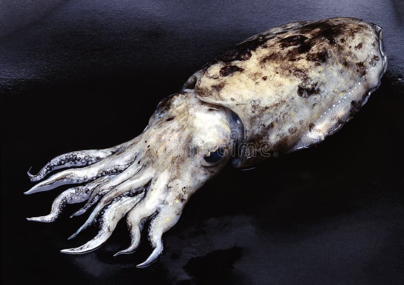 Cuttlefish stock photo. Image of fresh, saltwater, seafood - 58216418