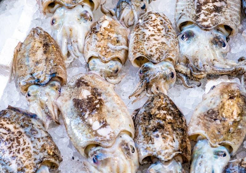 Cuttlefish at fish market stock photo. Image of crawfish - 129521696