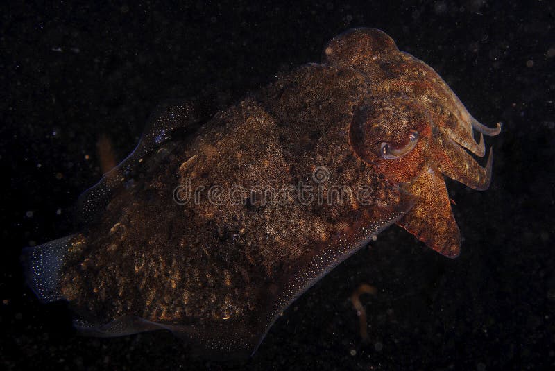 Cuttlefish stock photo. Image of photographed, invertebrate - 48405256