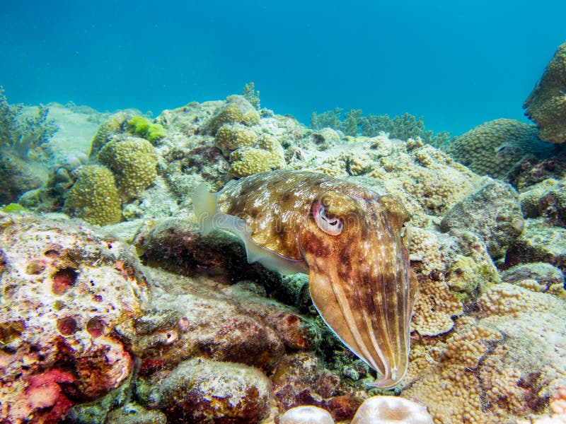 Cuttlefish on reef stock image. Image of cuttlefish, animals - 83485959