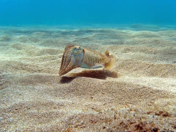 Cuttlefish on the sand stock image. Image of france, seascape - 22001231