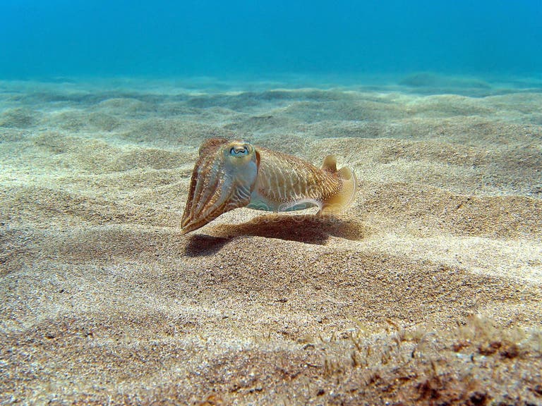 Cuttlefish on the sand stock image. Image of france, seascape - 22001231