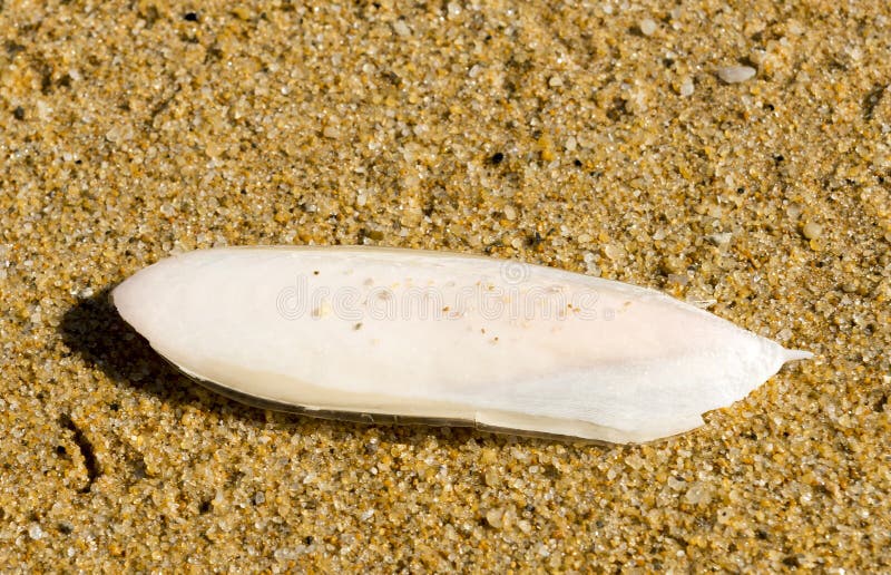 Cuttlefish on Sand stock photo. Image of coastline, shell - 103188148