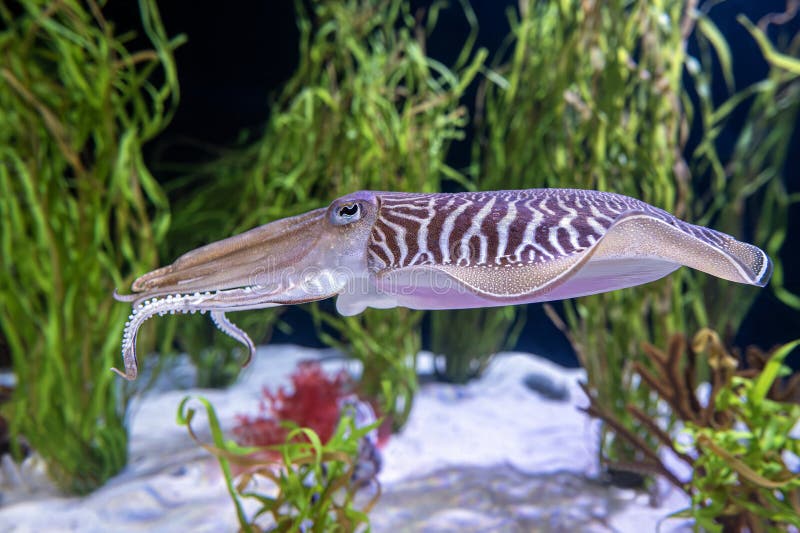 Cuttlefish - Sepia stock image. Image of cuttlefish - 310139901