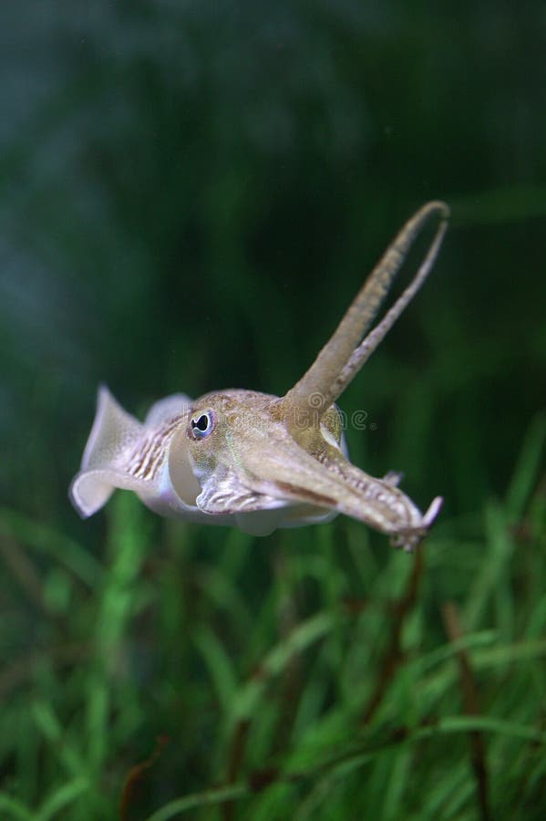 Cuttlefish, sepia sp stock photo. Image of sepia, sepiidae - 196311996