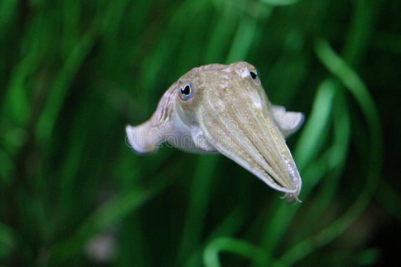 Cuttlefish, sepia sp stock photo. Image of sepia, sepiidae - 196311996