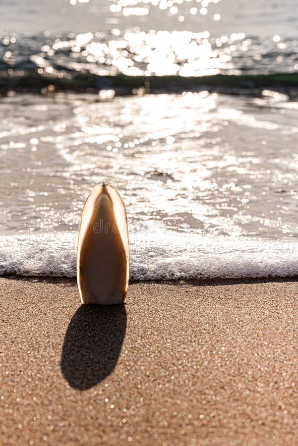 Cuttlefish on the sand stock image. Image of france, seascape - 22001231