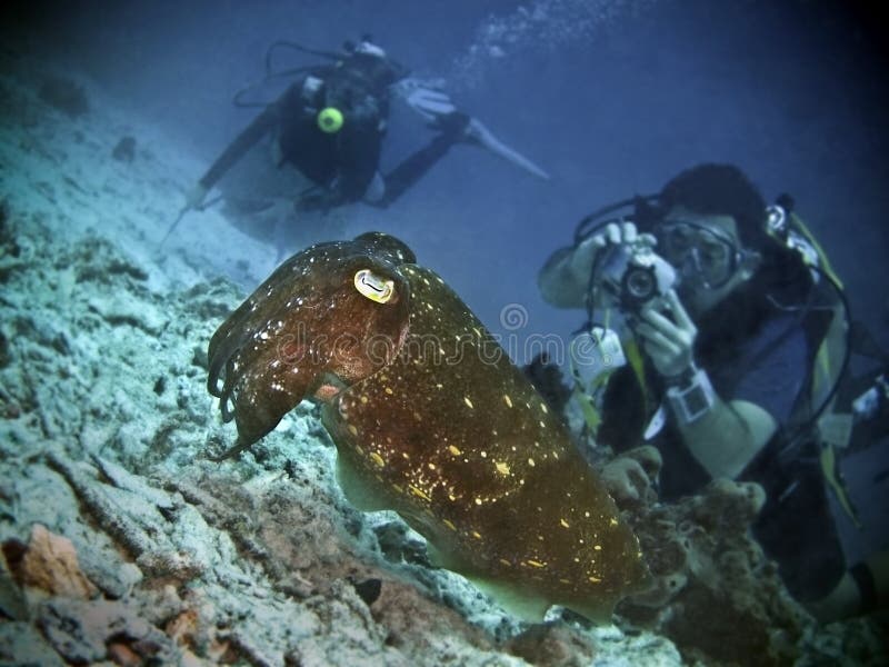 Cuttlefish Sighting stock image. Image of malaysia, ocean - 4086311