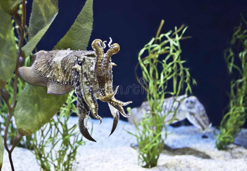 Large Male Pharaoh Cuttlefish Stock Photo - Image of nature ...