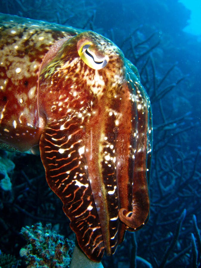 Trigger Fish stock photo. Image of mexico, trigger, close - 2114604