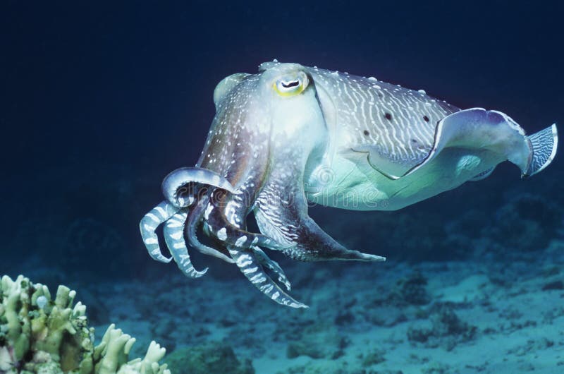 Cuttlefish Close stock image. Image of marine, mollusc - 5358797