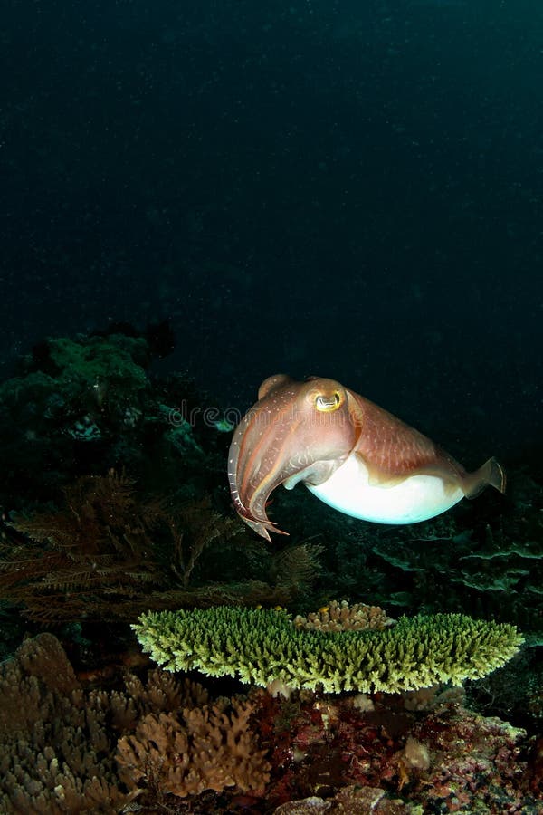 Cuttlefish on the Table Coral... Stock Photo - Image of ampat, behavior ...