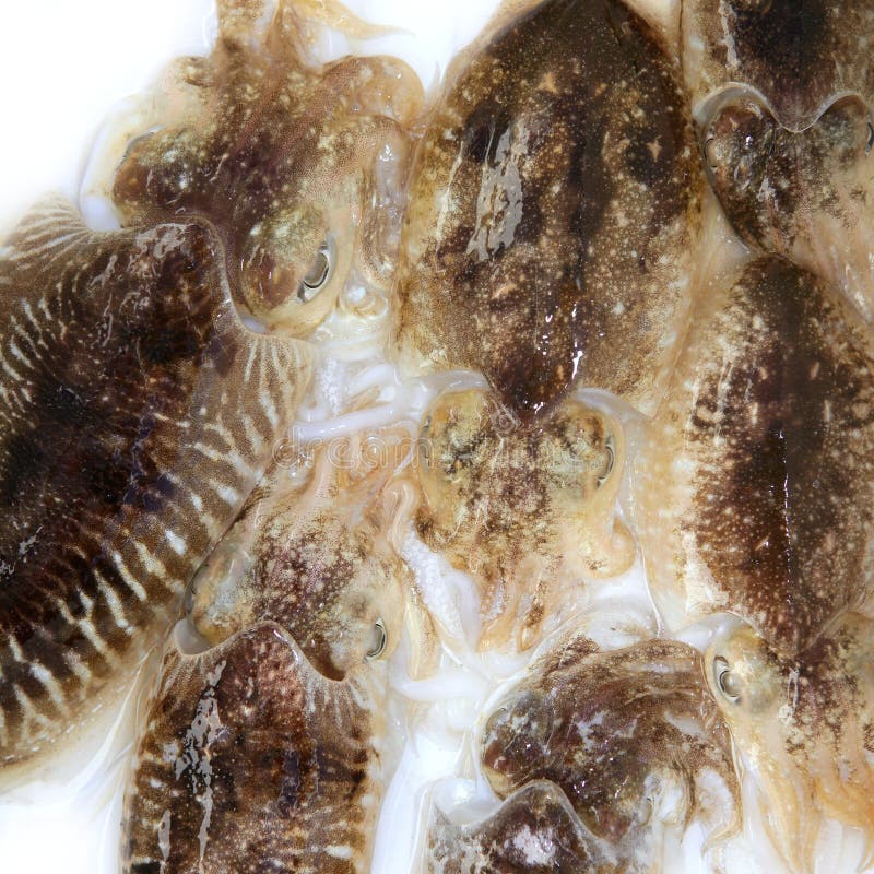 Cuttlefish Uncooked a Mediterranean Squid Stock Image - Image of ...
