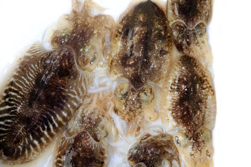 Cuttlefish Uncooked a Mediterranean Squid Stock Photo - Image of ...