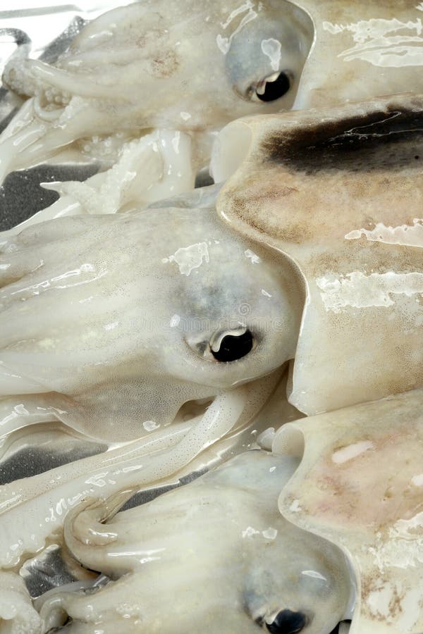 Cuttlefish Uncooked, Squid Mediterranean Seafood Stock Image - Image of ...