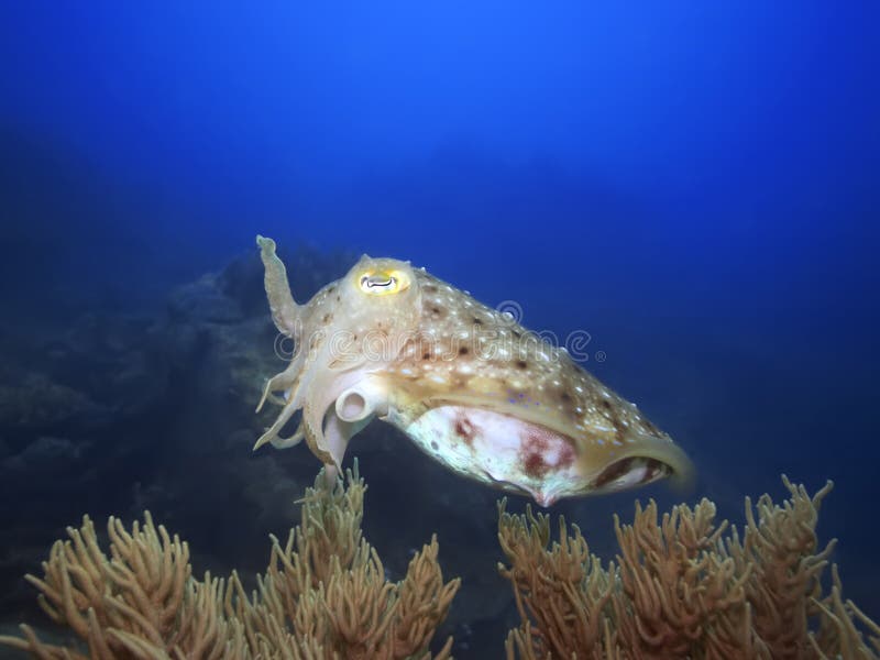 Cuttlefish in deep ocean stock photo. Image of cuttlefish - 42868588